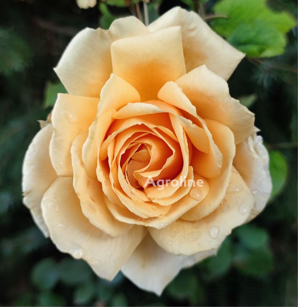Valentsia® Rose