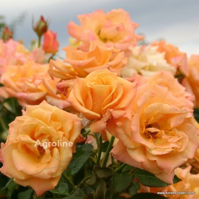 Lusatia® Rose