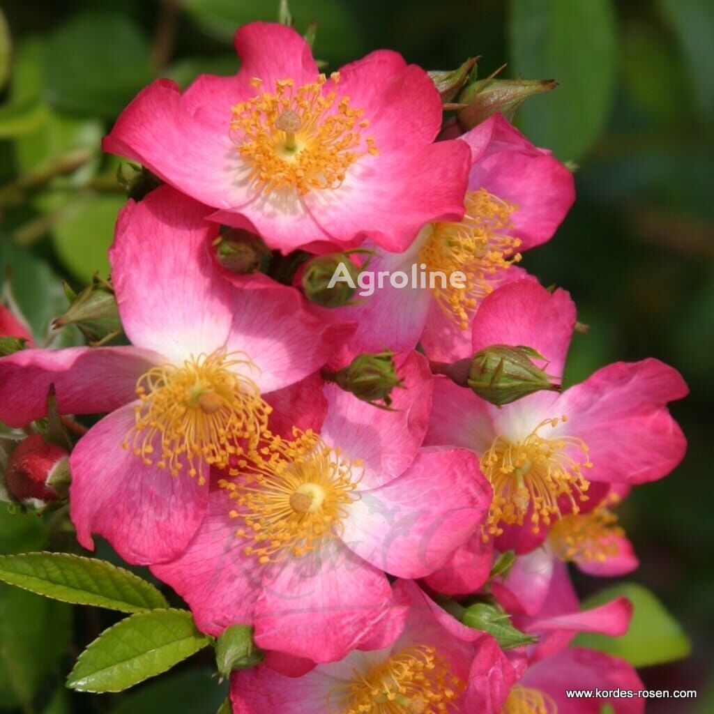 Јuanita® Rose