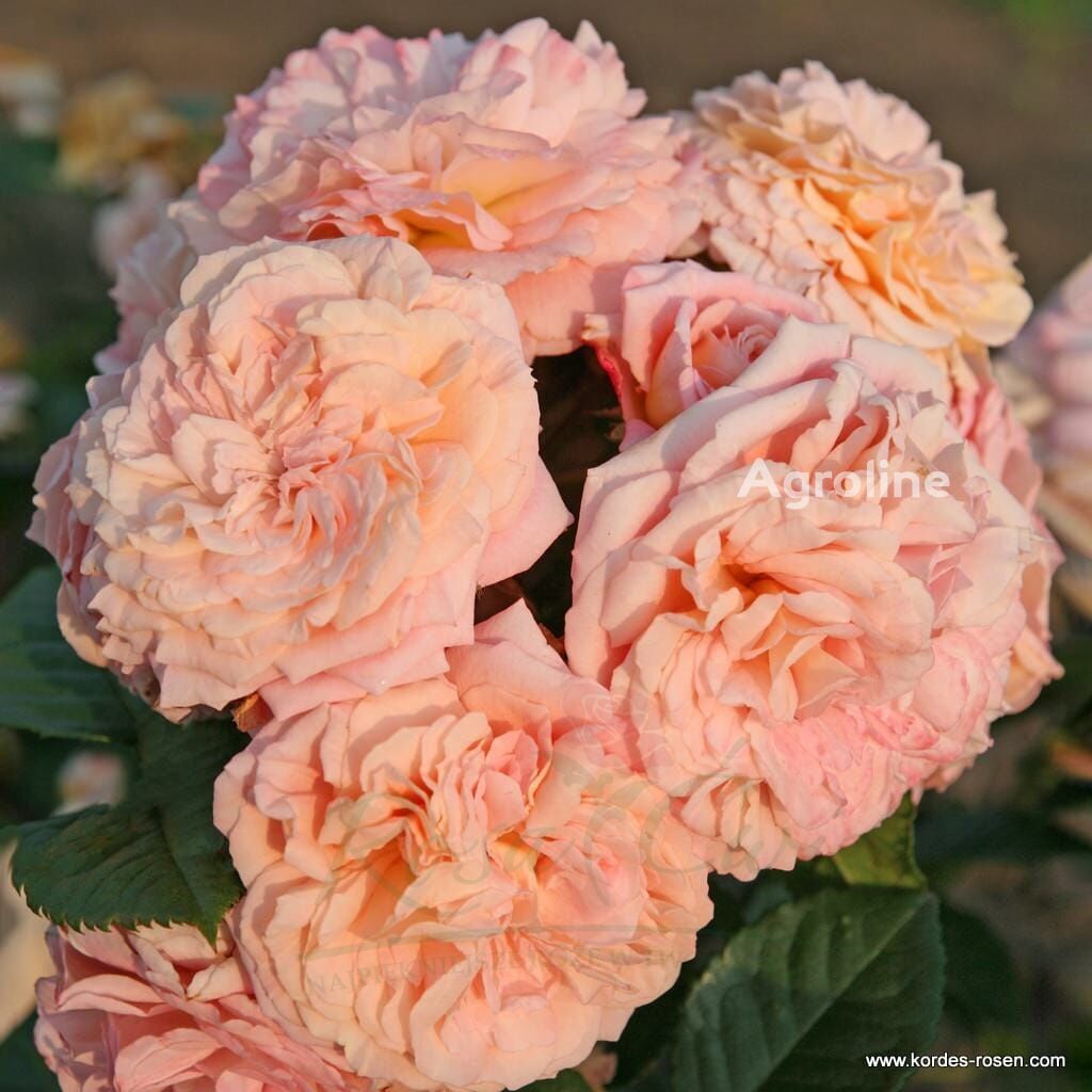 Amaretto® Rose