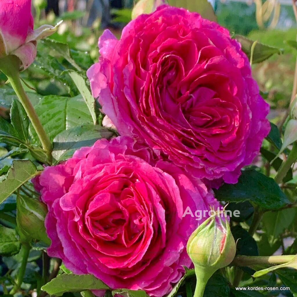Rose Fraulein Maria
