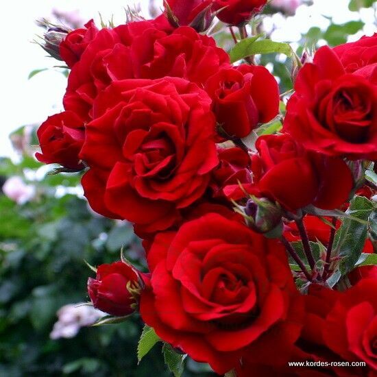 Amadeus® Rose