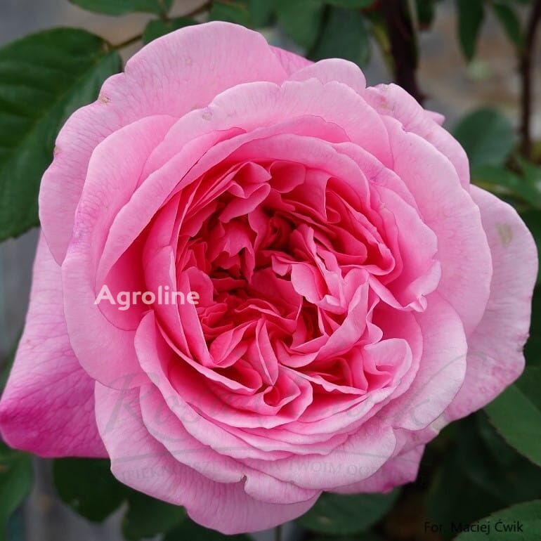 Gertrude Јekill® Rose