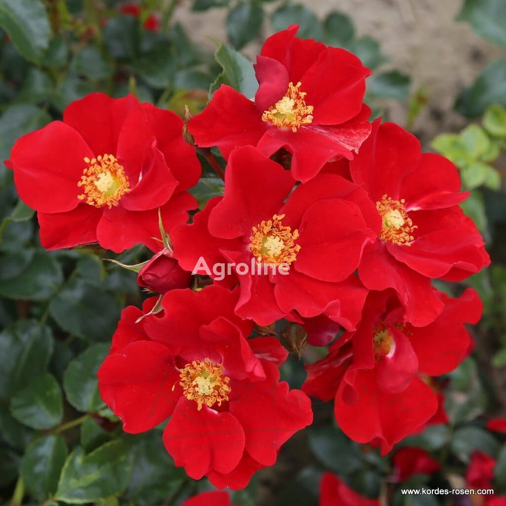 Rose Alekander von Humboldt®