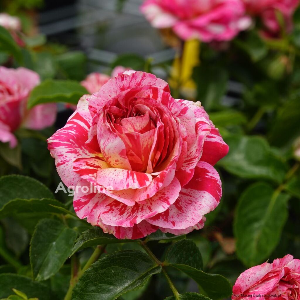 Abratsadabra® DISTsOUNT ROSE