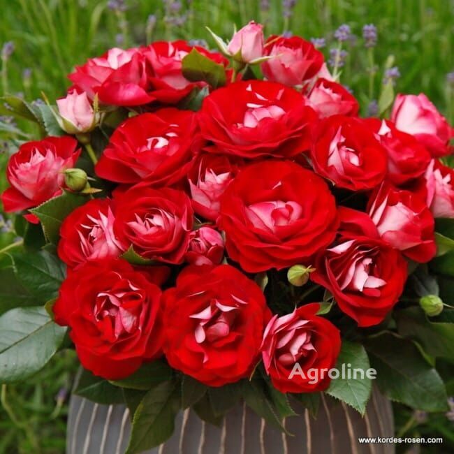 Rose of Uniti® Rozhe Kordes