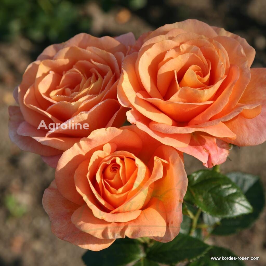 Rose Bengali®