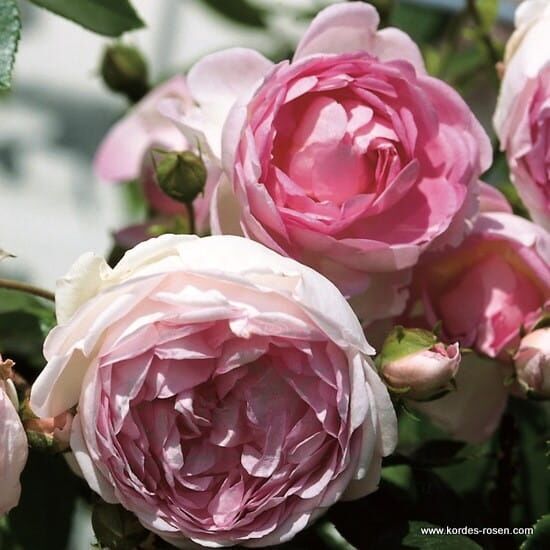 Јasmina® Rose