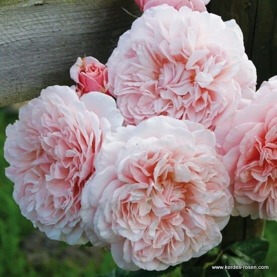 Rose de Tolbiats®