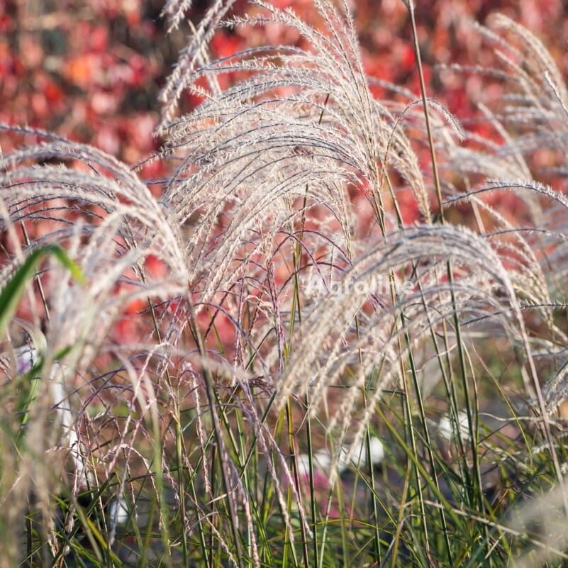 Mistsanthus tshinski Kleine Fontane Mistsanthus sinensis