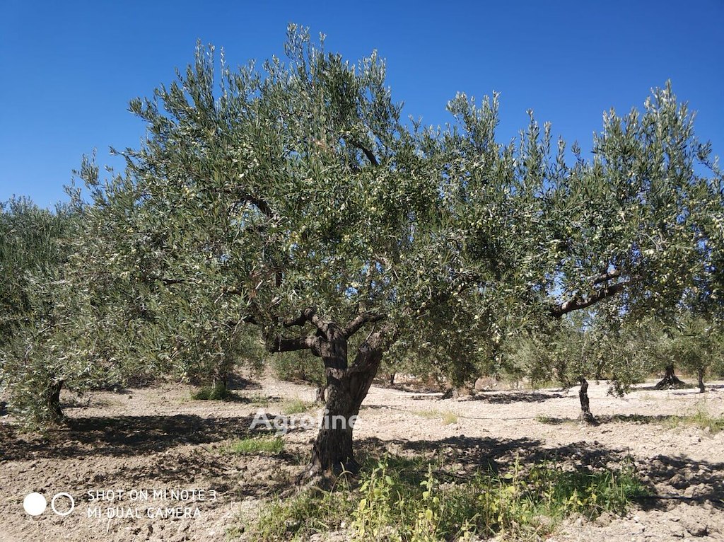 Zeytin yetiştiriciliği yapılan arazi zemljište