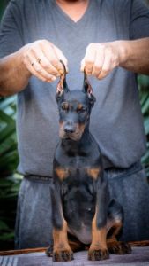 Doberman stenci
