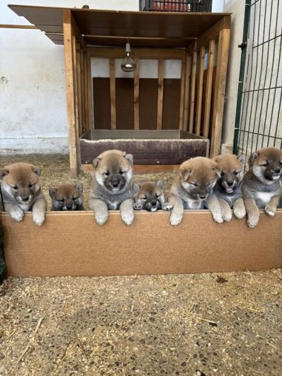 SHIBA INU, vrhunski štenci Srbija Zrenjanin