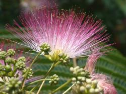 Albicija - Albizia julibrissin