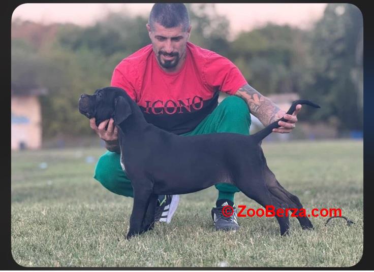 Cane Corso štenci