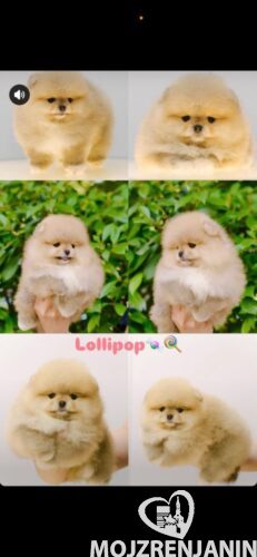 Prodajem stence pomeranca