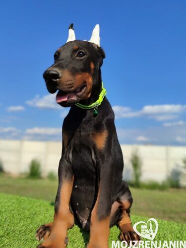 Doberman mužijaci