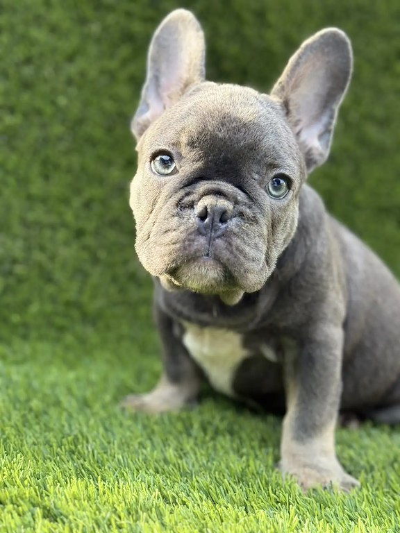 Francuski Buldog prelepi štenci