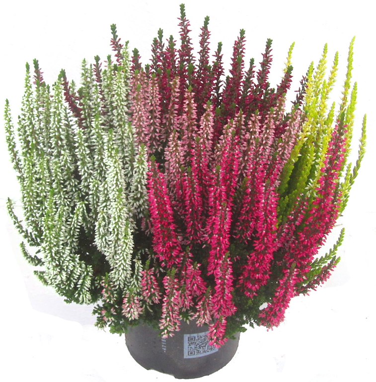 Caluna vulgaris beauty ladies quatro fi 23