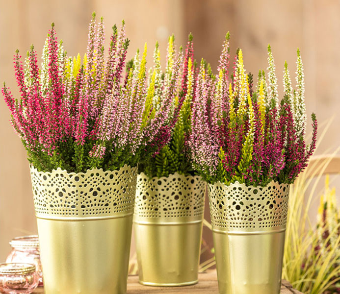 Caluna vulgaris beauty ladies Trio fi6