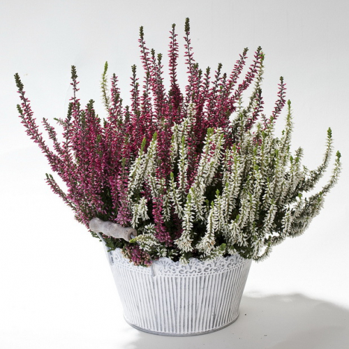 Caluna vulgaris beauty ladies Twins fi 9,5
