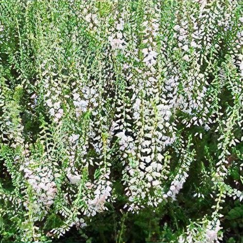 Caluna vulgaris marlies bela fi 9cm