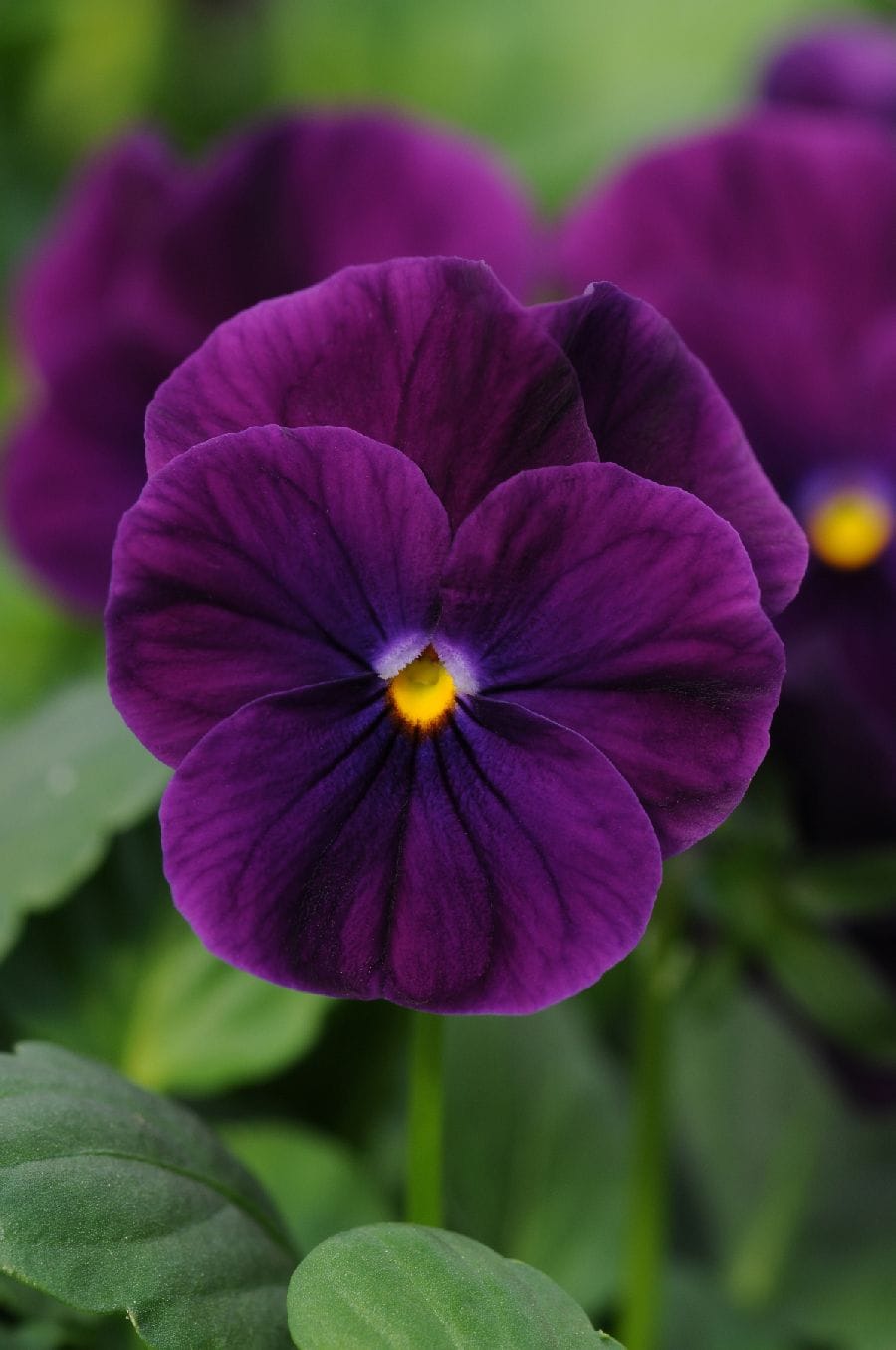 Viola endurio – Dan i noć padajući sitnocvetni ljubičasti