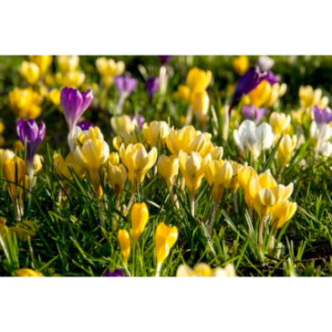 CROCUS ROMANCE 12/1