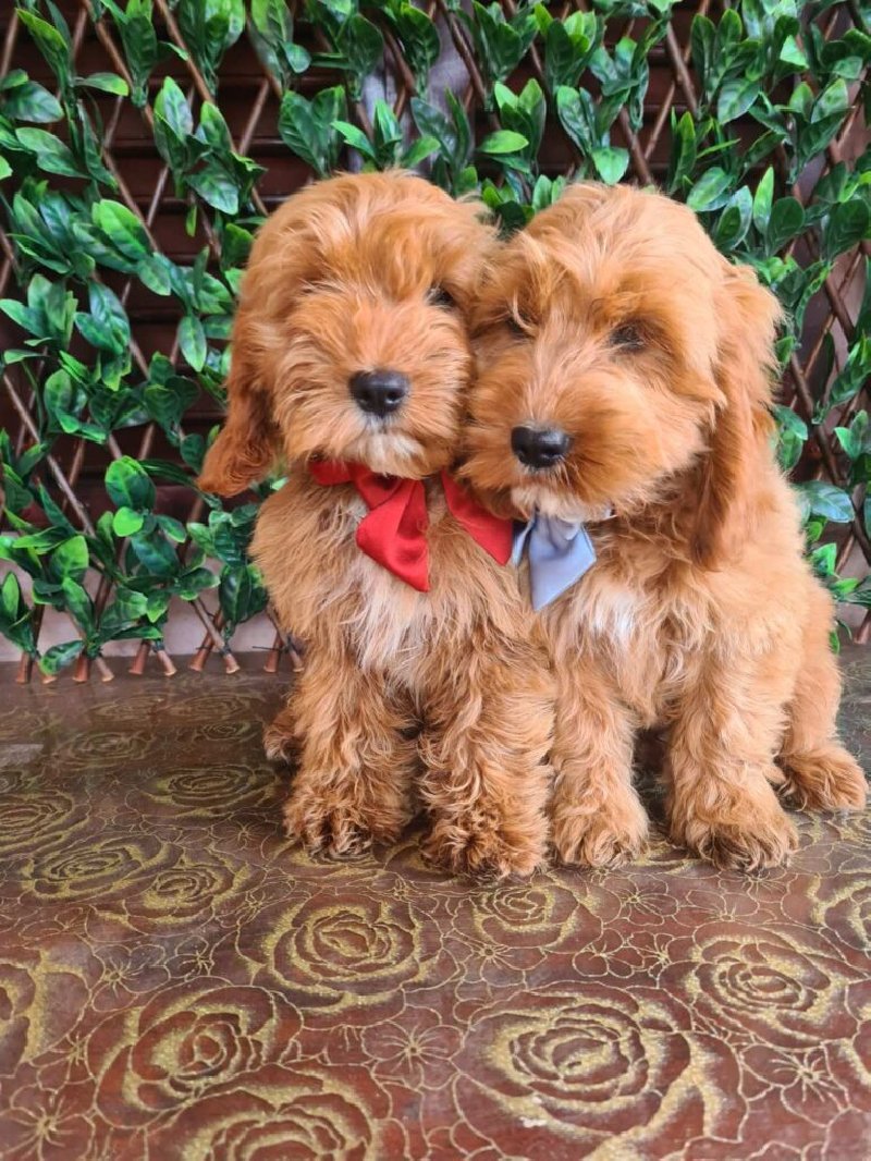 Labradoodle prelepi štenci