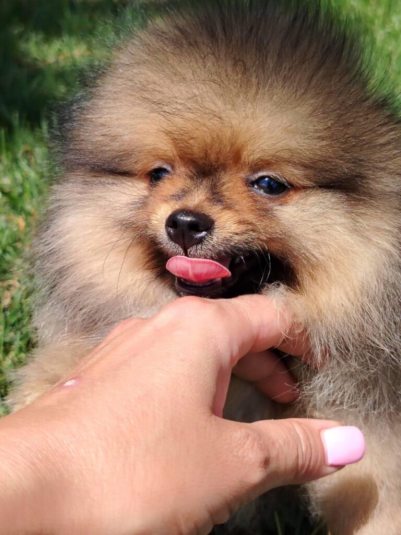 Pomeranac PRELEPI štenci Srbija