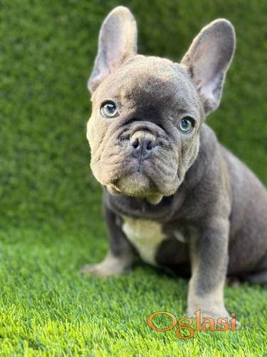 Francuski Buldog prelepi štenci
