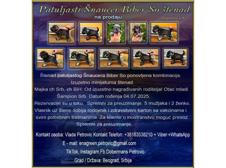 Patuljasti Šnaucer Biber So štenad
