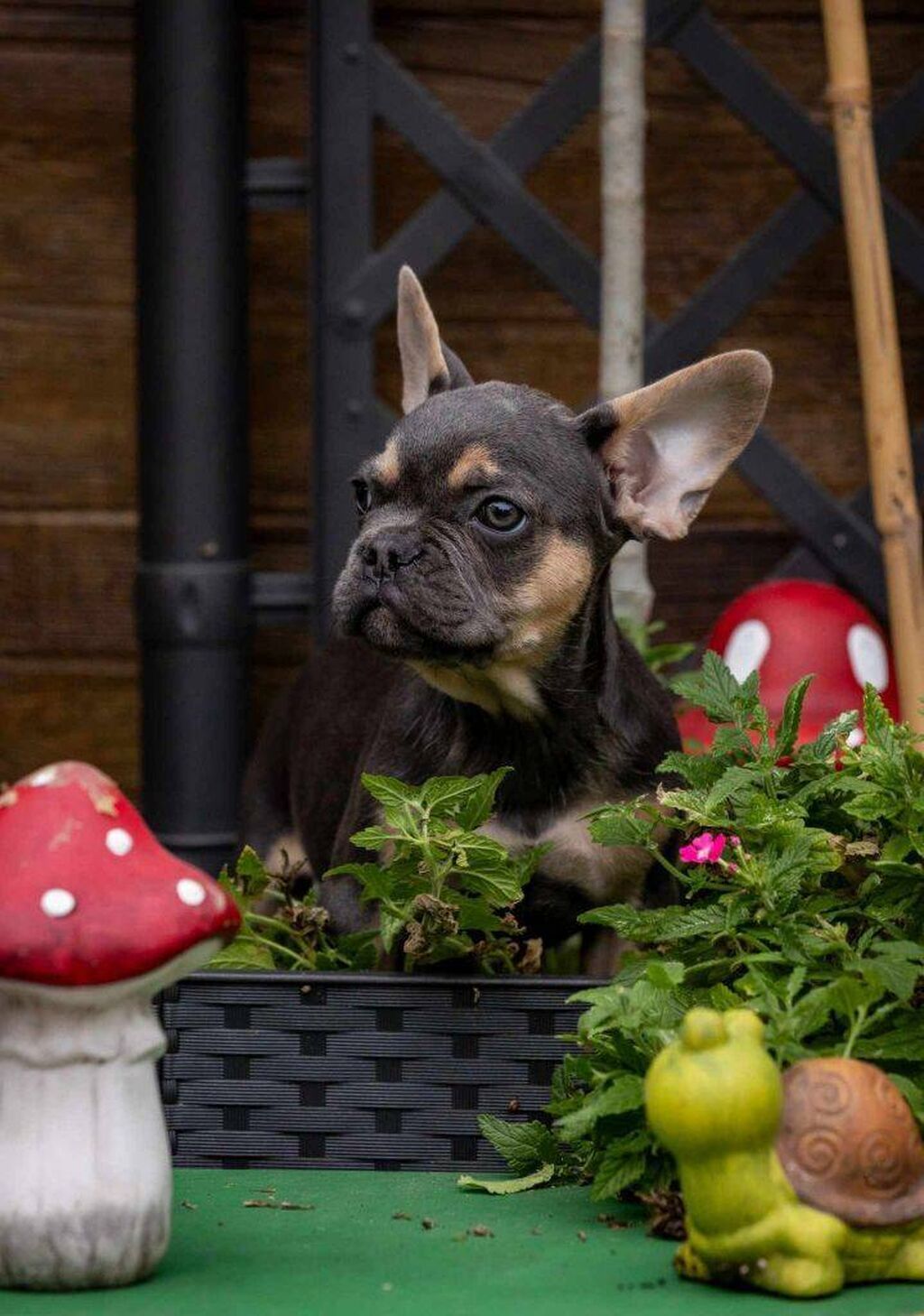 Na prodaju prelepi i preslatki štenci francuskog buldoga u exotic