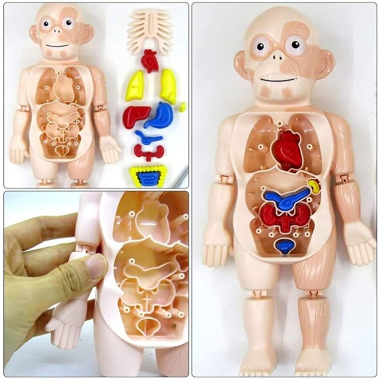 Cena 1300 din Ljudski torzo je lako sastaviti, detaljne, minijaturne