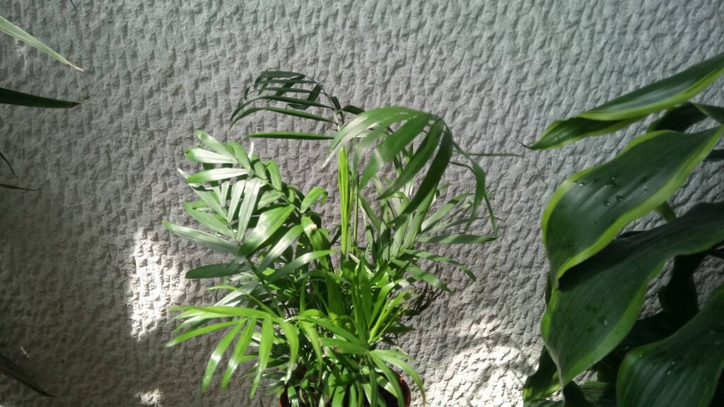 Palma Shamaedorea, raskošnog rasta