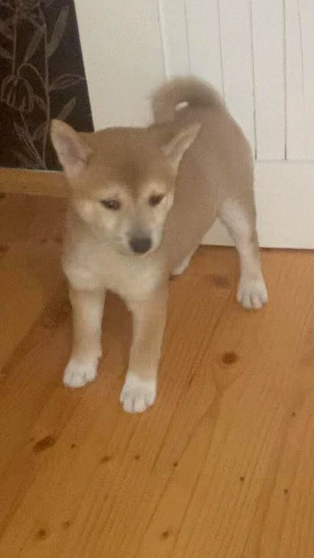 Shiba inu stenci na prodaju, muskog i zenskog pola, crvene boje