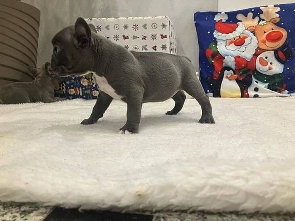 Francuski buldog štenci plave boje. Vakcinisani, spremni za novi dom