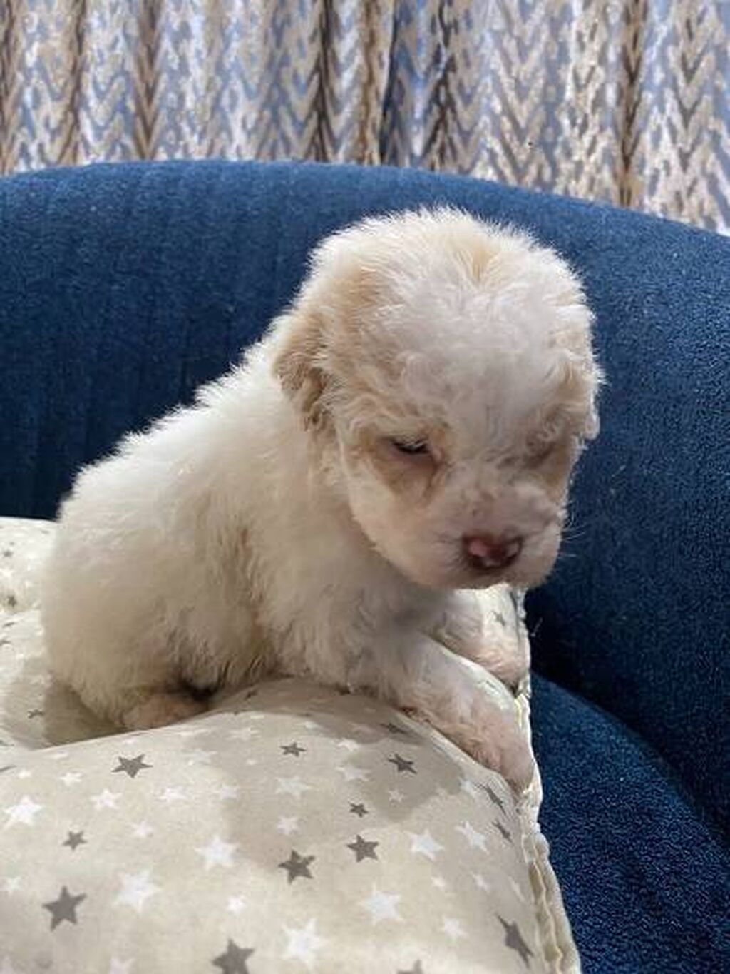 Na prodaju cistokrvni lagotto romagnolo stenci stari mesec i po i