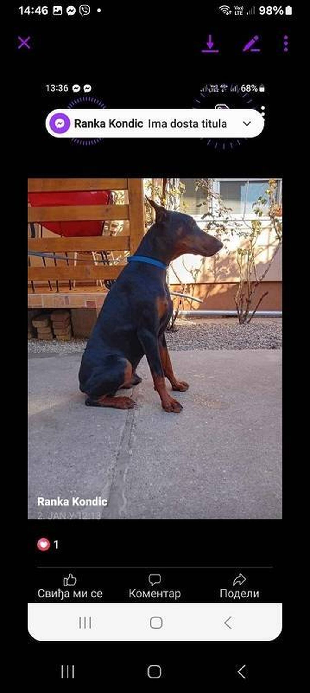 Muzjak Dobermana 10 meseci.Od zdrastveno testiranih roditelja