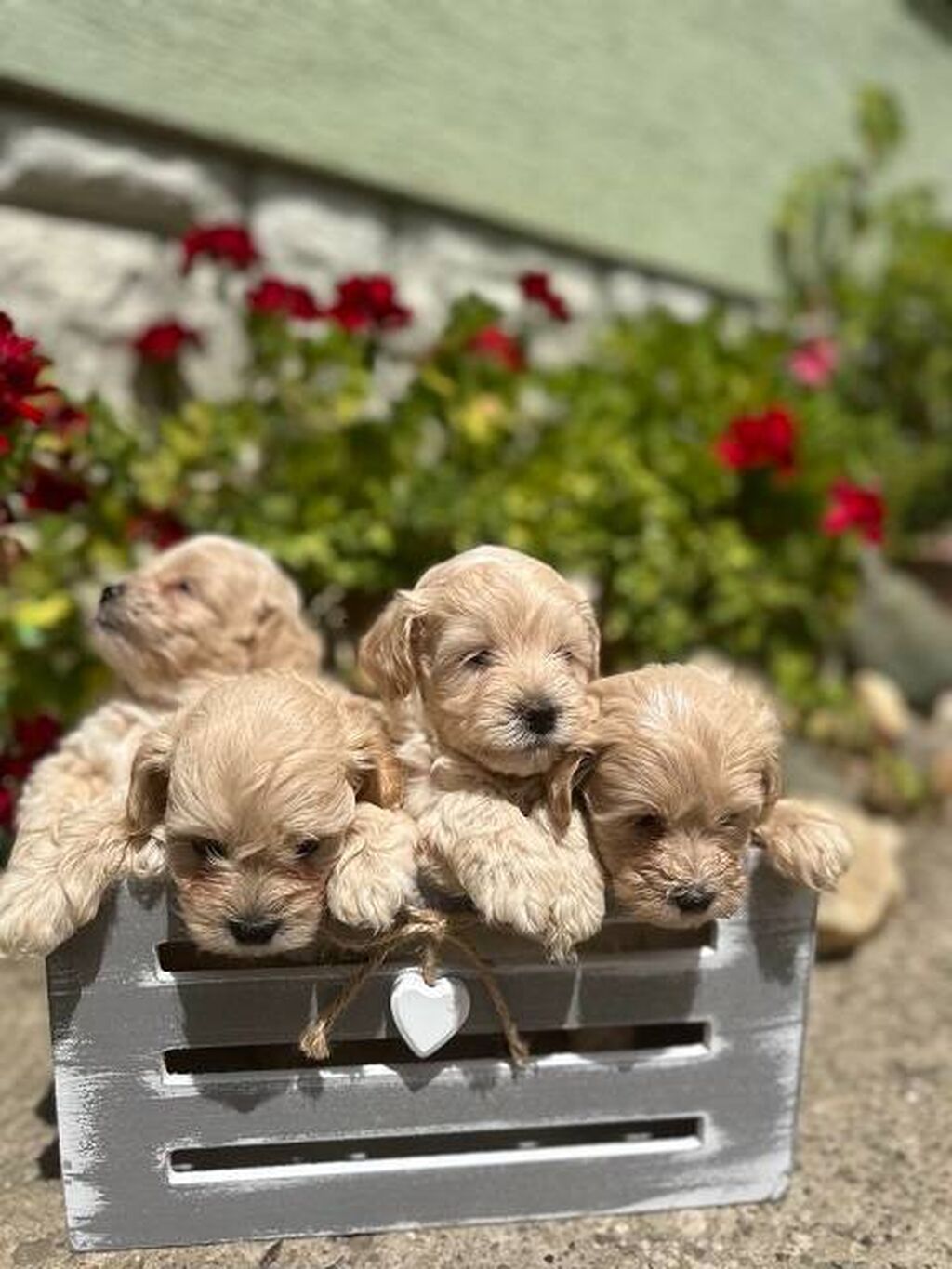 Maltipoo vrhunske genetike u registrovanoj odgaivacnici Bahu Djokovic