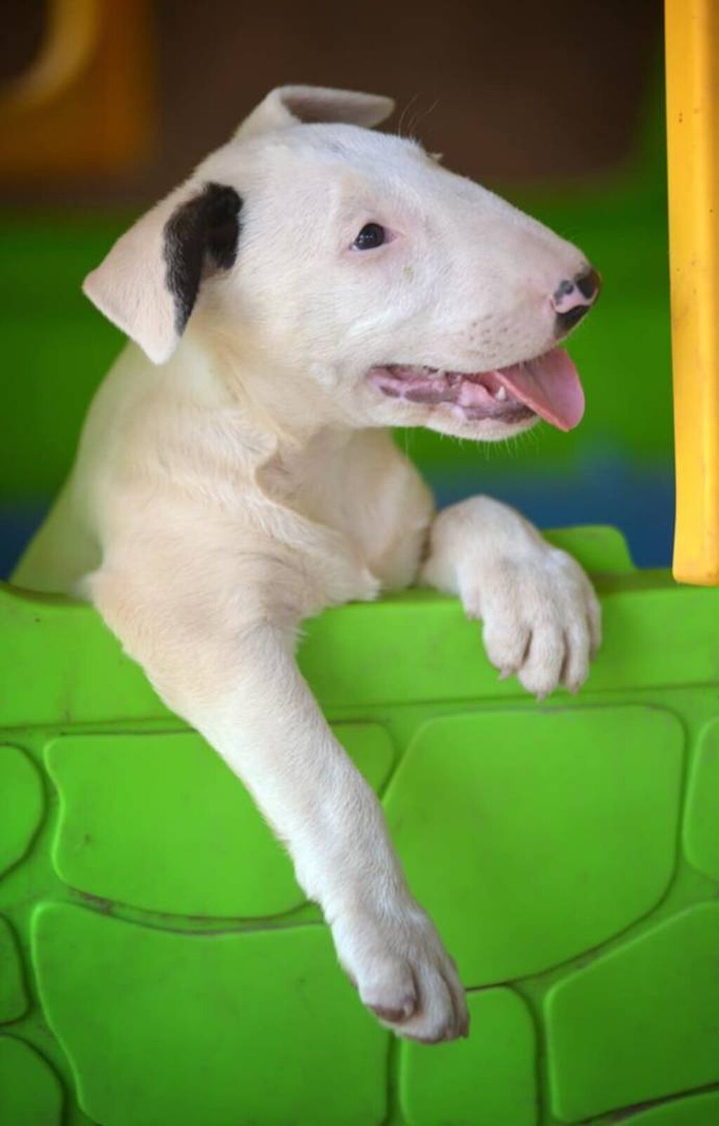 Odgajivačnica TIKVARA LAKE KENNEL (FCI 7519) sa ponosom predstavlja