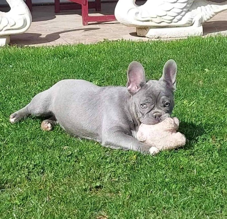 Francuski buldog štenci egzotične plave boje, veseli umiljati, stručno