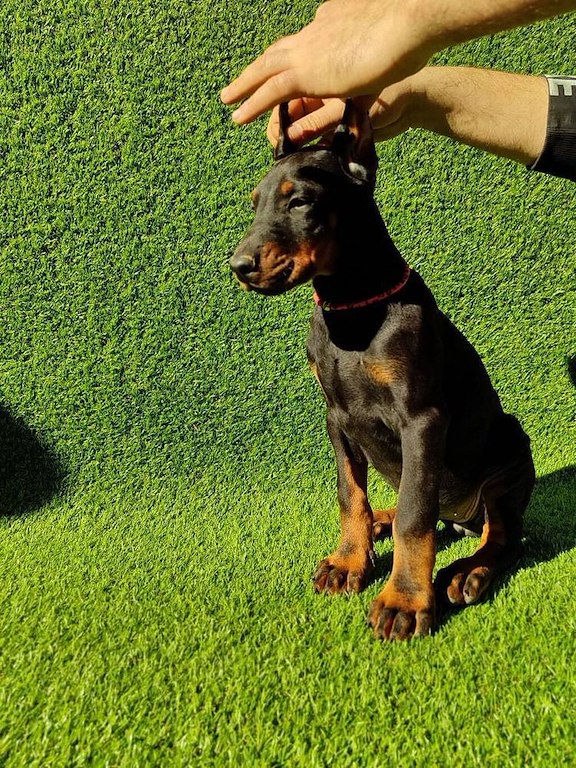 Doberman štenci dostupni Stari 65 dana Zlatni ( žuti) mužijak - 700