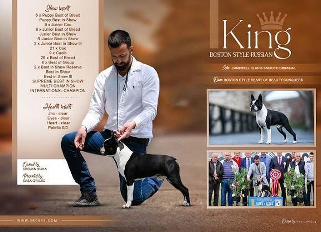 Boston terrier kennel Srcky's oglasava deo svojih muzjaka za parenje!