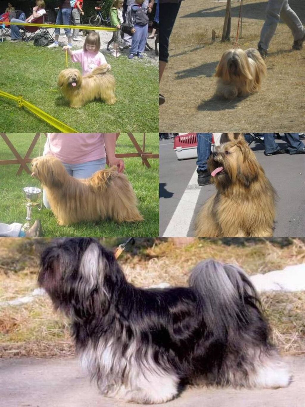 Lasa Apso štenad dugodlakih patuljaka, spremni za novi dom. +381 65