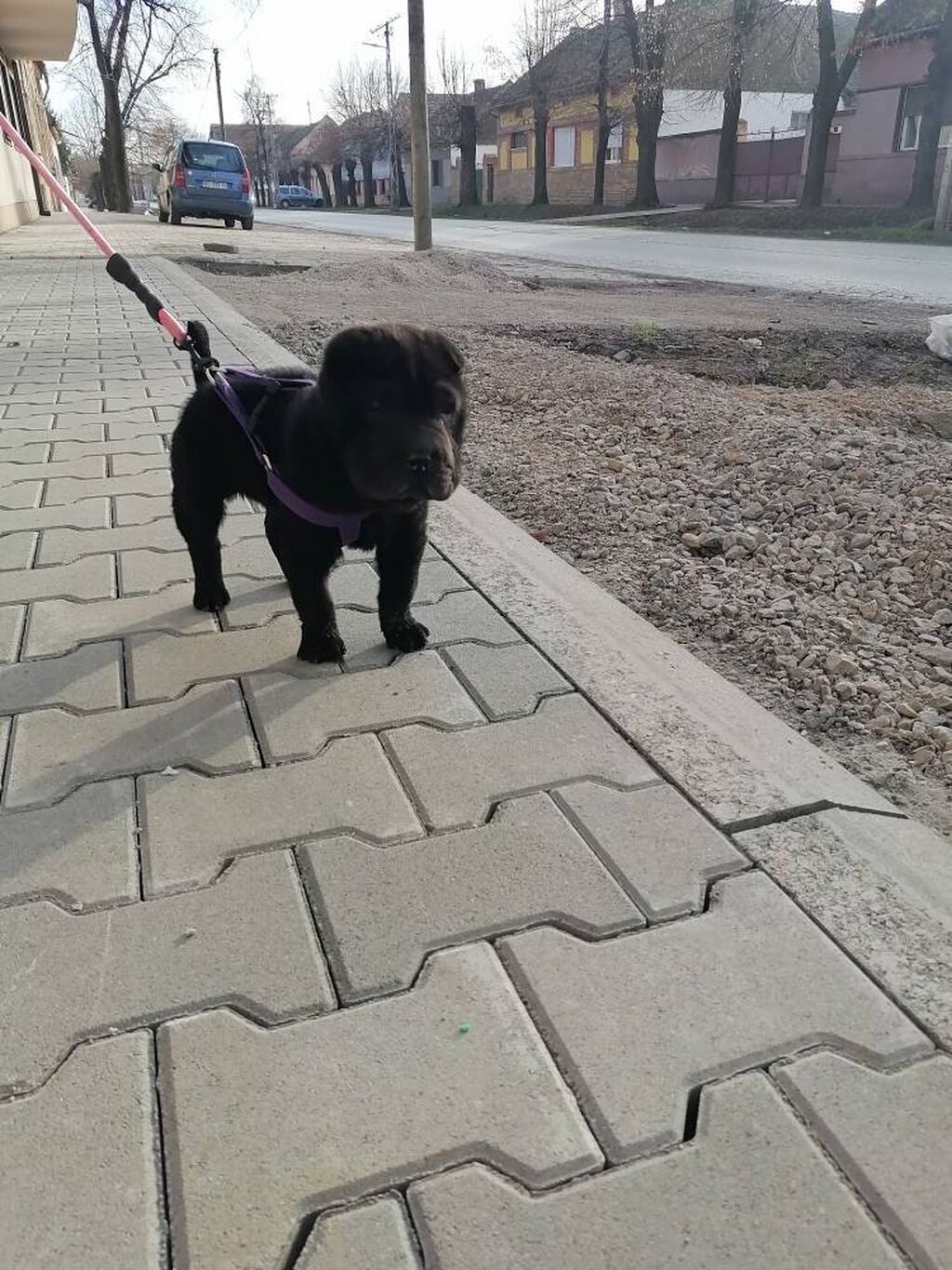 USREĆITE NEKOGA❤️ Prelepo crno kuče kineske rase Šarpei u ponudi