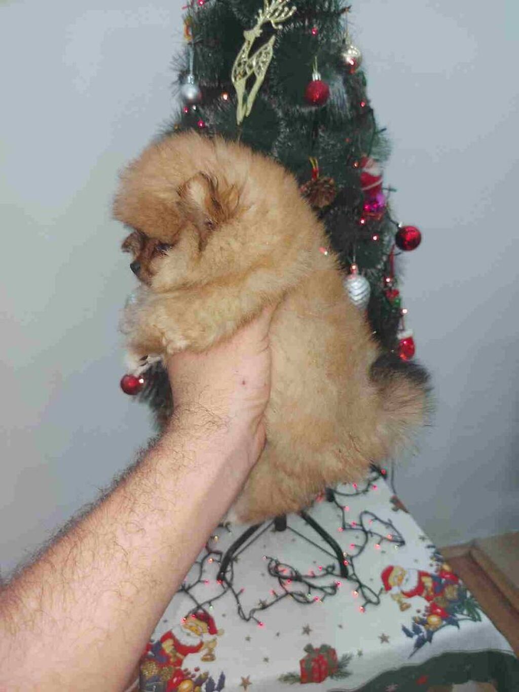 Odgajivacnica PATULJASTIH SNAUCERA Biber so “Little Lion family” FCI