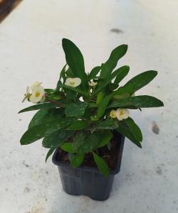Hristov trn-Euphorbia