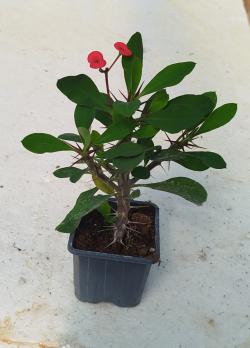 Hristov trn-Euphorbia