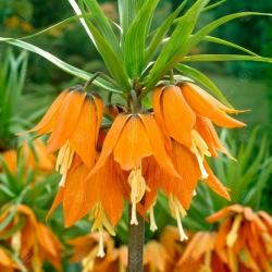 Fritillaria Imperialis Aurora – 1 lukovica